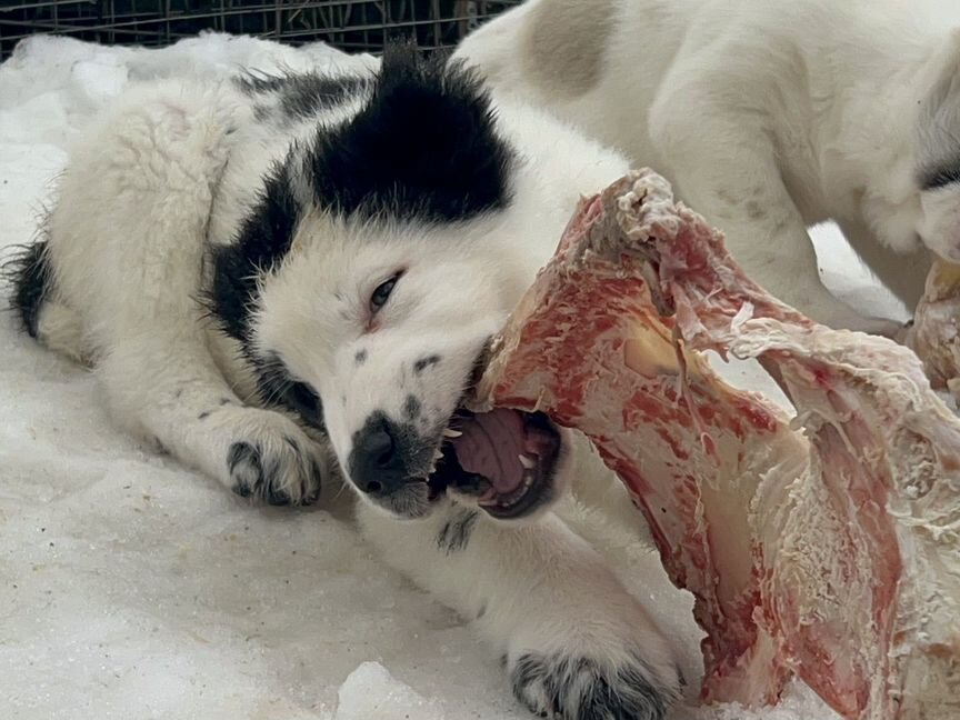 Шикарный кобель туркменская кровь 2 мес