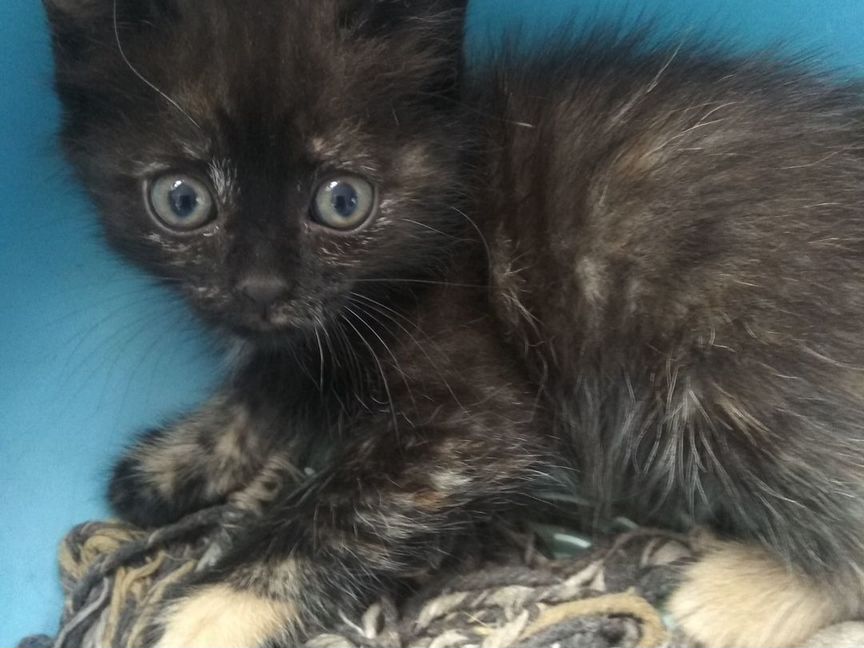 Отдам в добрые руки