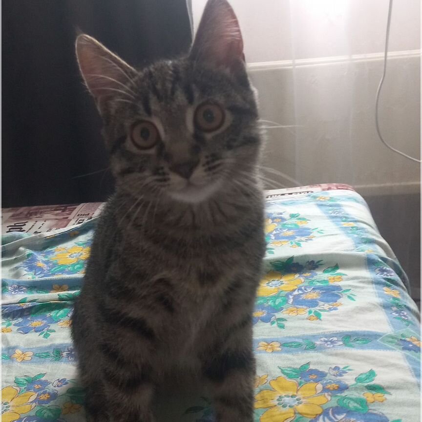 Котик