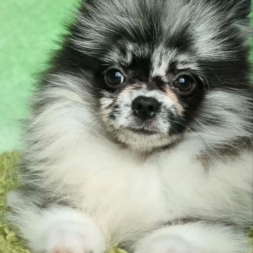 Щенки шпица