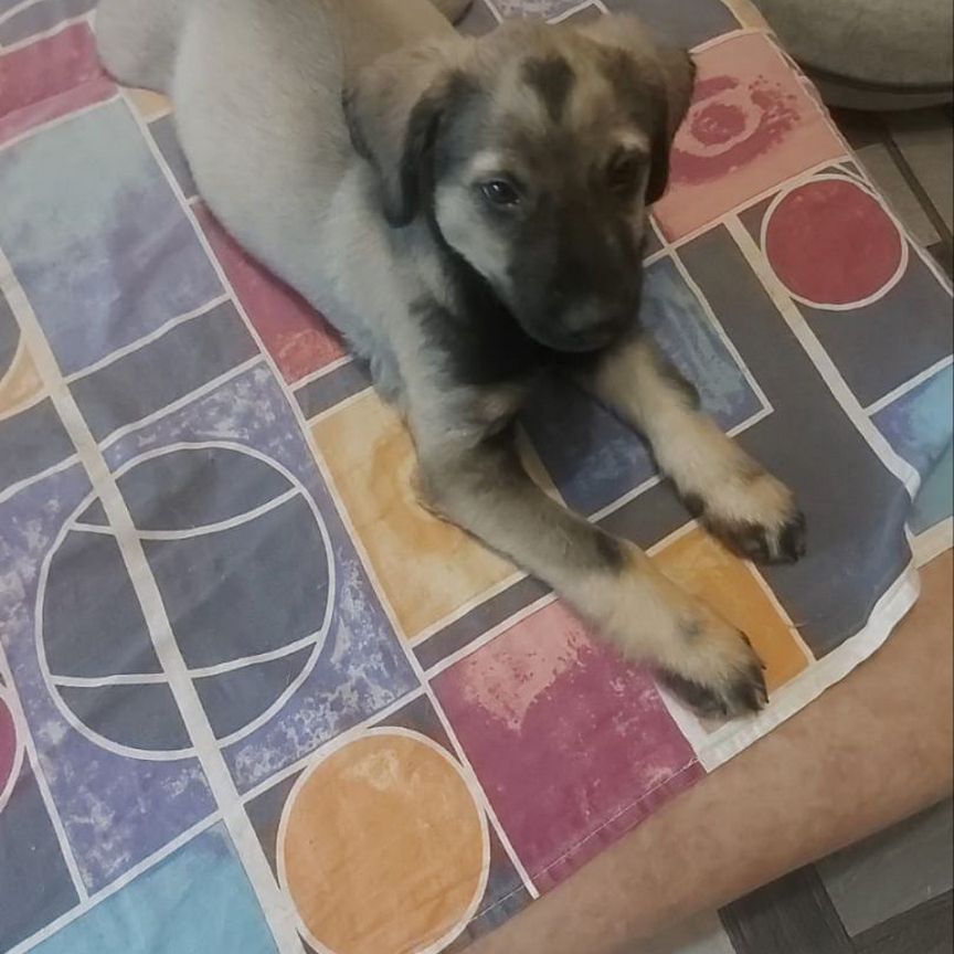 Щенок в добрые руки бесплатно мальчик