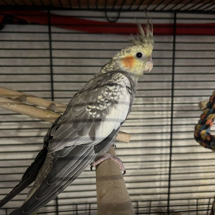 Птенец кореллы