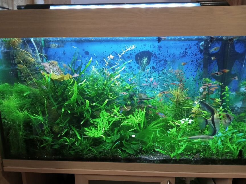 Аквариумные растения (прополка)