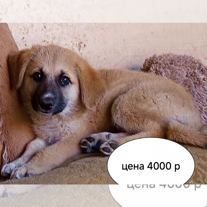 Щенок среднеазиатской овчарки