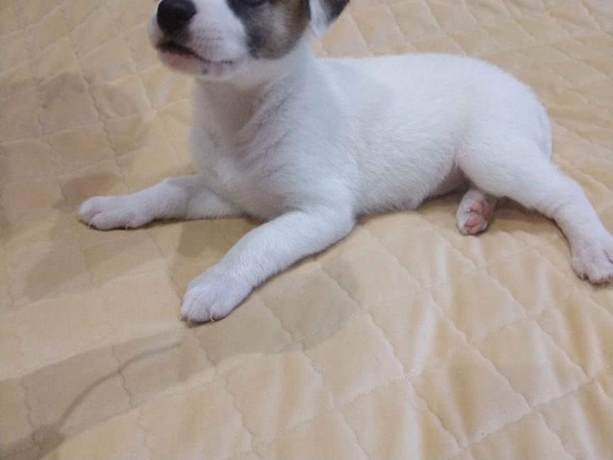 Щенок Стаффордширский терьер смесь