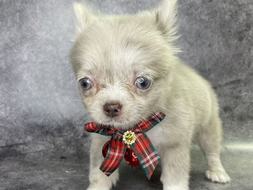 Новогодние щенки чихуахуа девочка