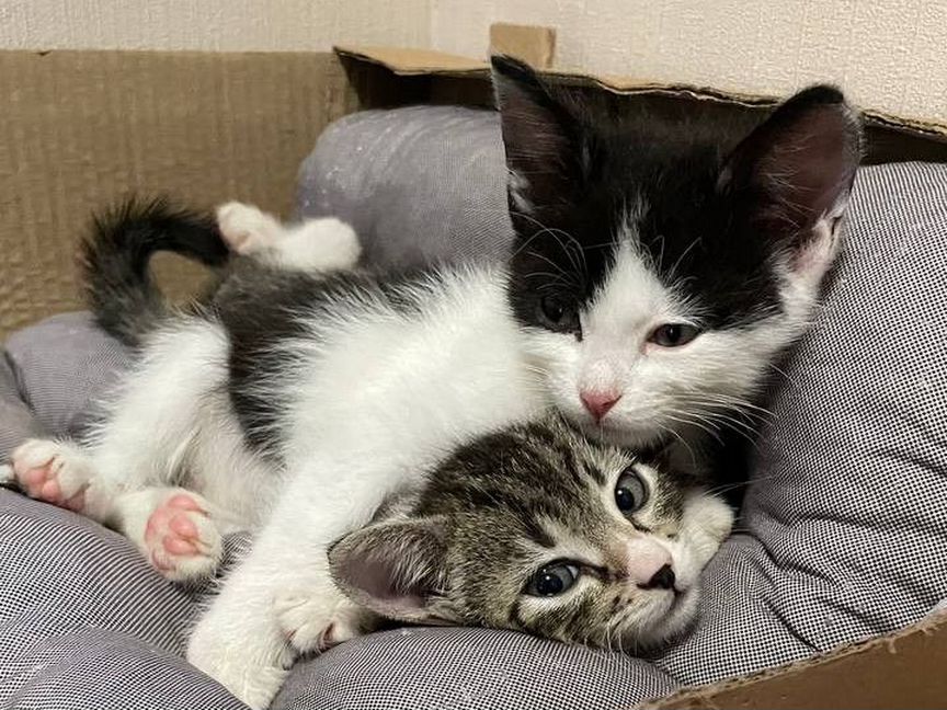 Милые месячные котята ищут дом