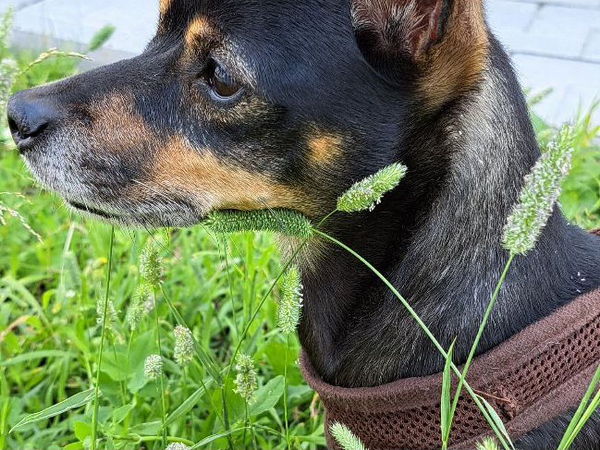 Цвергпинчер вязка (случка )бесплатно