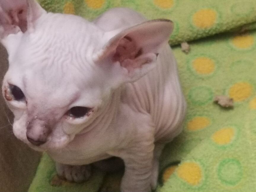 Донской сфинкс