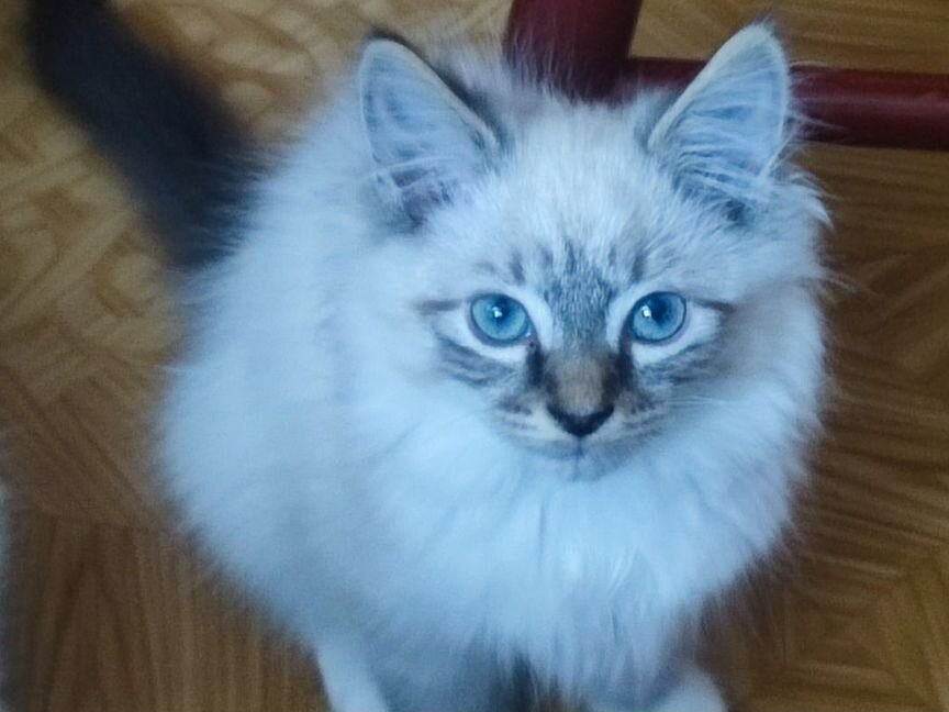 Сибирский котенок