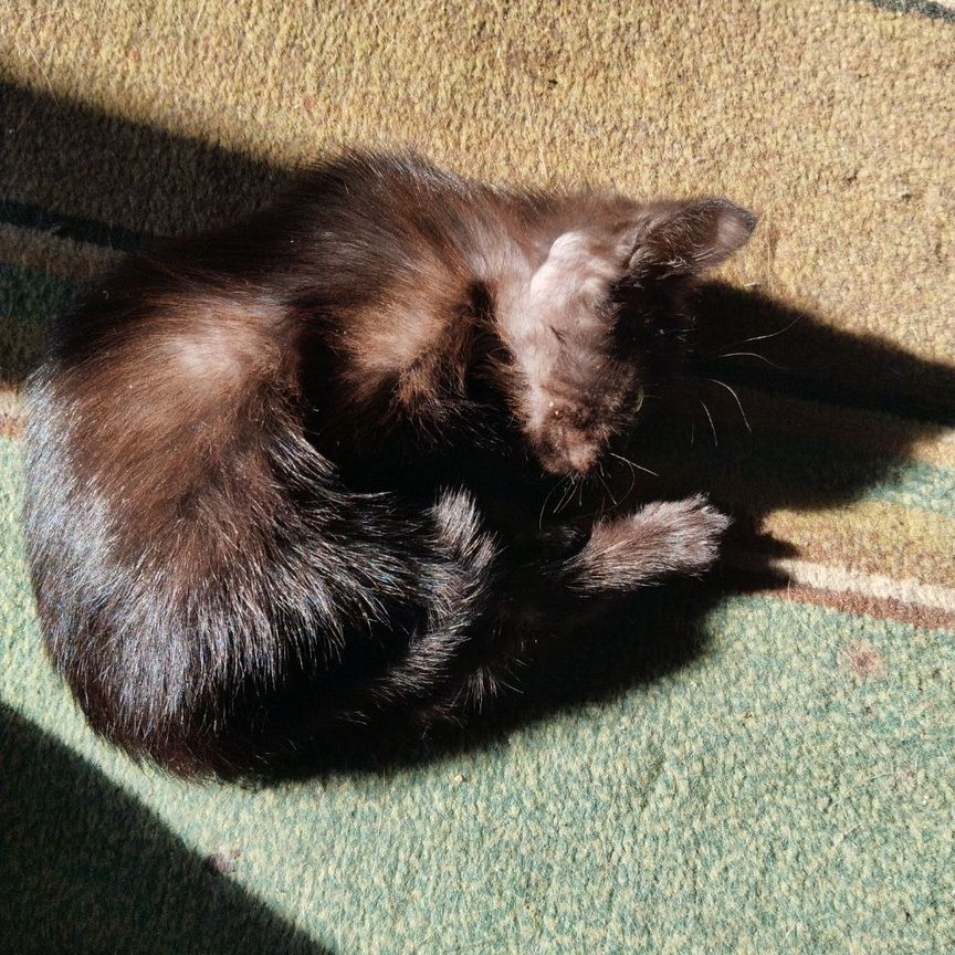 Котëнок
