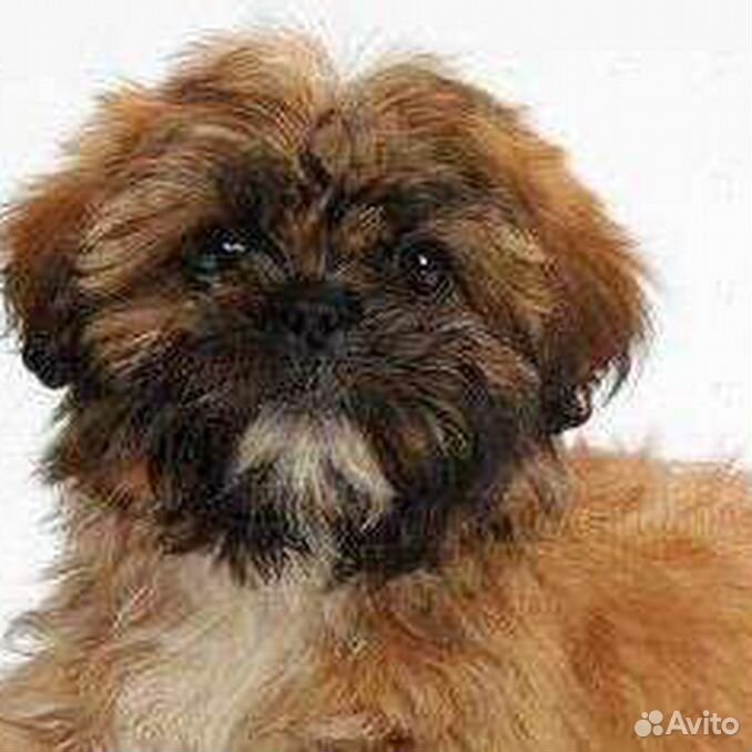 Малыш ши-тцу