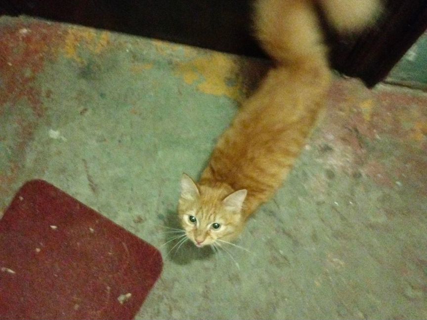 Котенок в добрые ручки