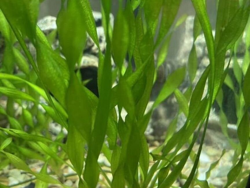 Водоросли для аквариума