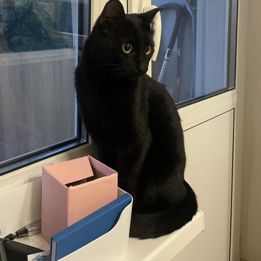 Молодой котик (стерилизованный)