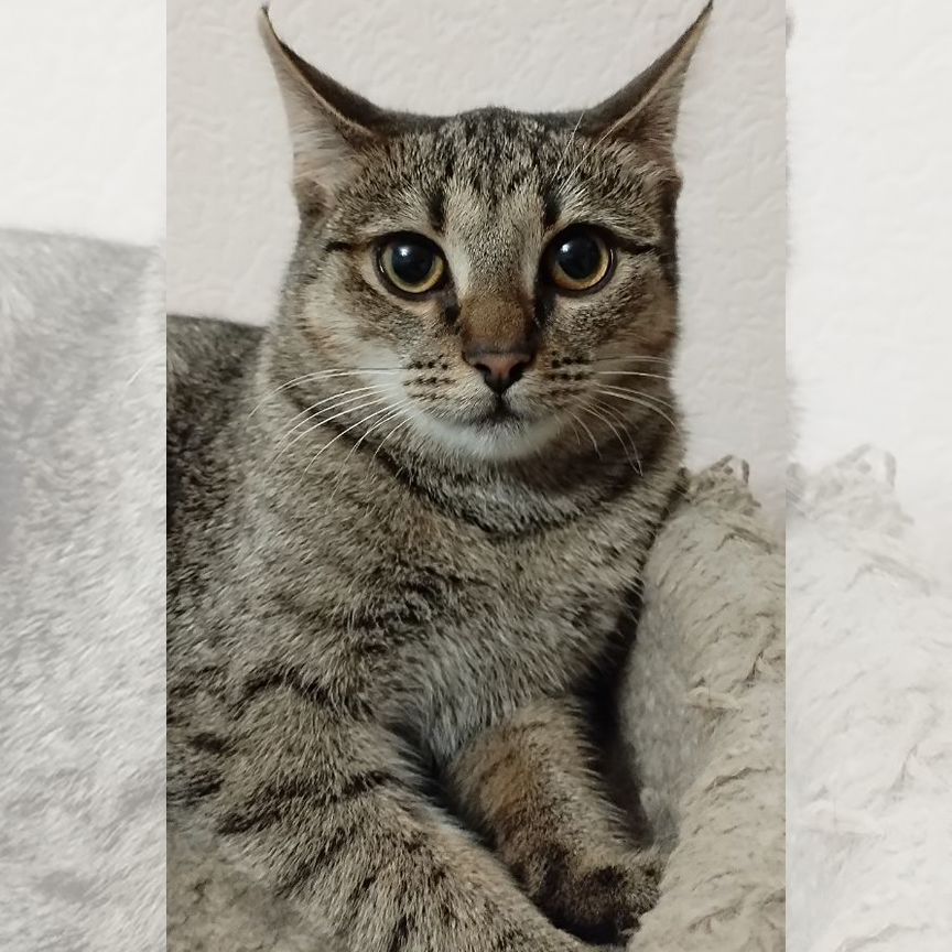 Кошечка со стрелками