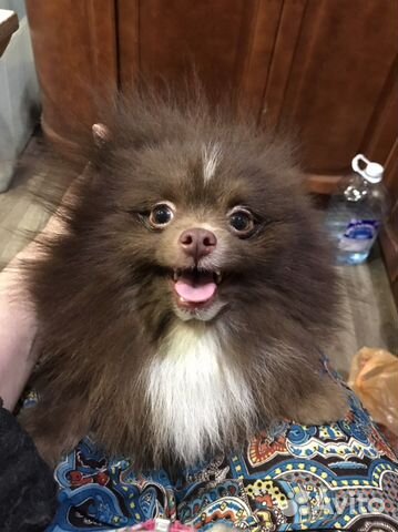 Шоколадный шпиц Мишутка