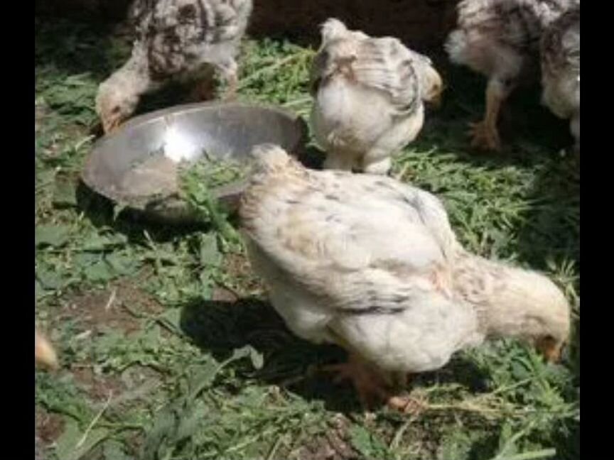 Цыплята от кур Фавероль и Брама