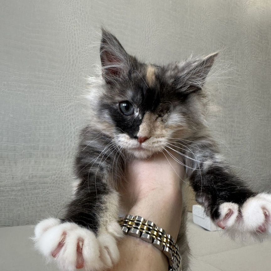 Котенок в добрые руки