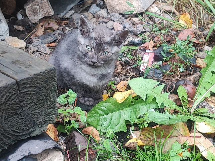 Котята в добрые руки бесплатно