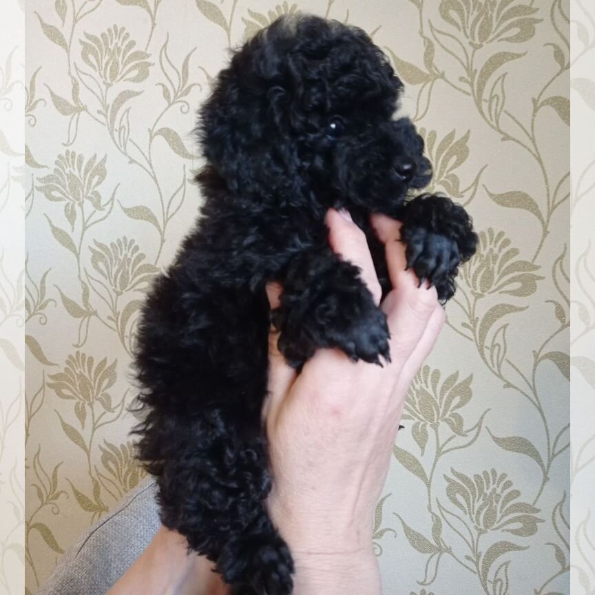 Той-пудель Чёрная жемчужинка