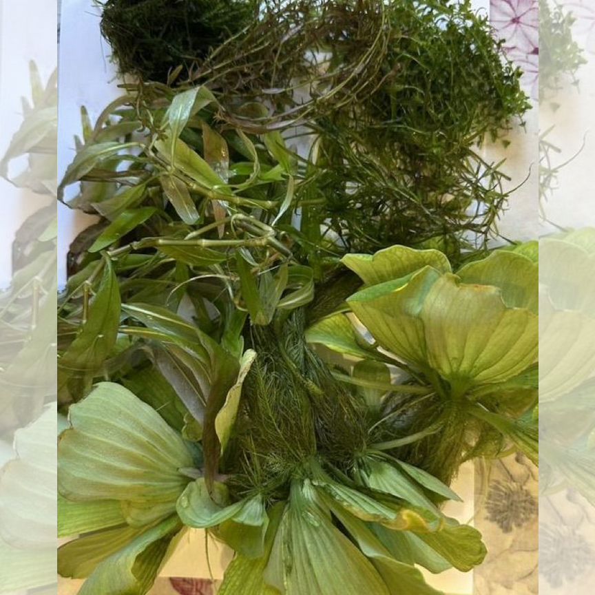 Аквариумное растение, прополка