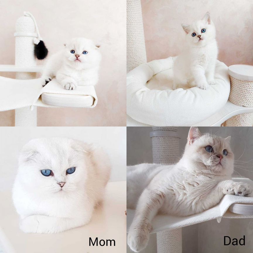 Шотландский котик вязка
