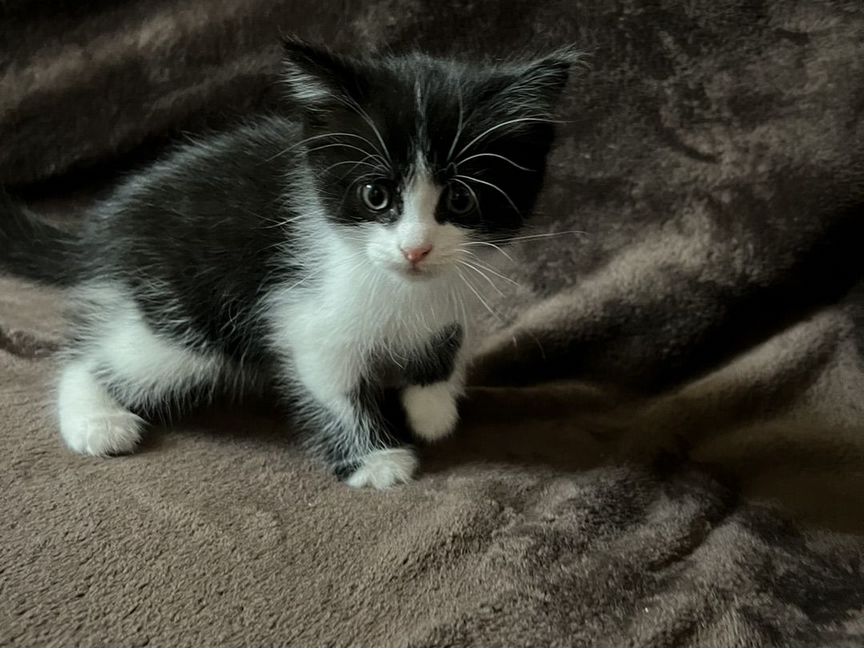 Котята 1,5 месяца