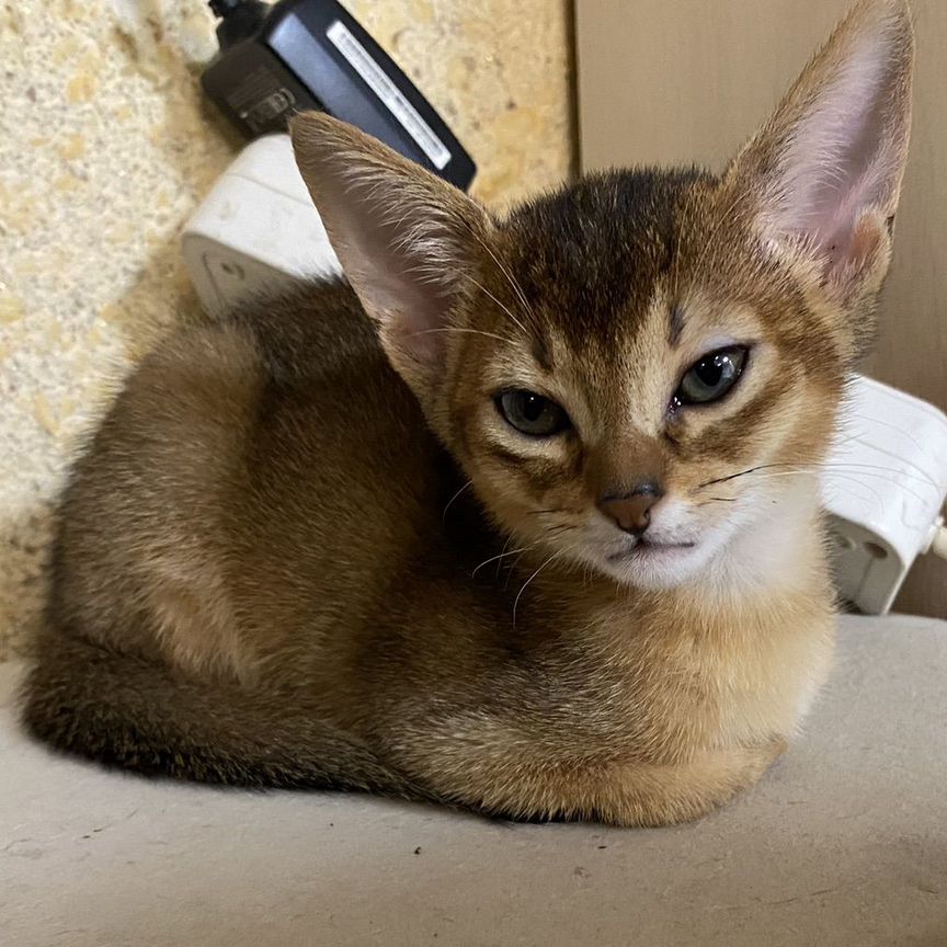 Абиссинский котёнок