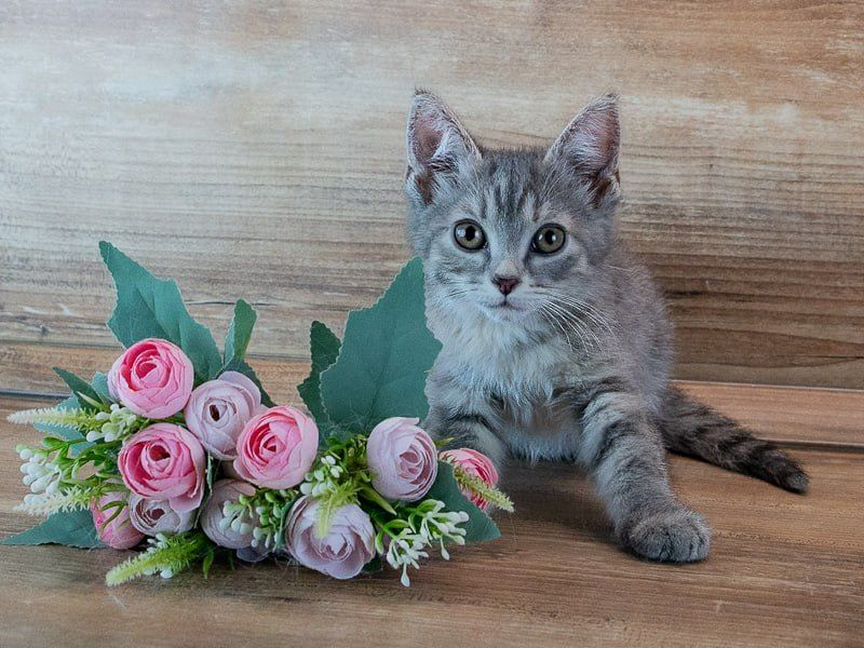 Котята в добрые руки бесплатно