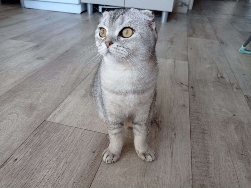 Котенок. Шотландская вислоухая шиншилла