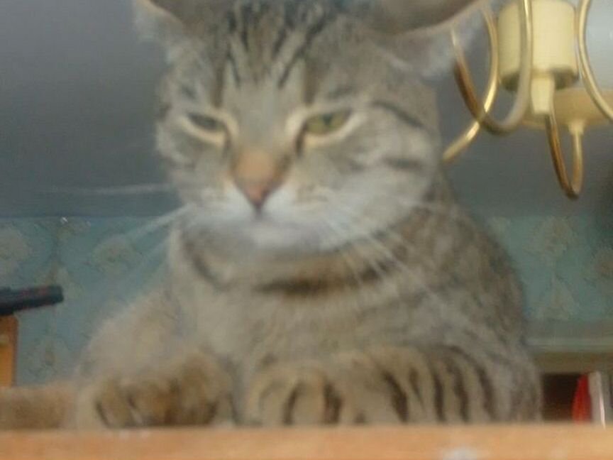 Кот и собака
