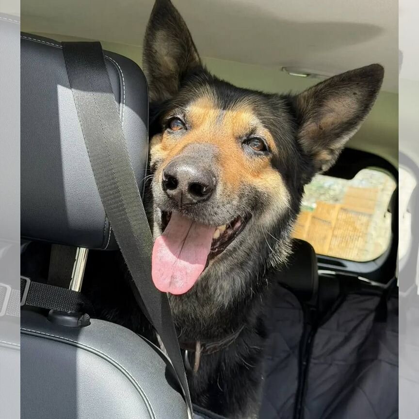 Немецкая овчарка, взрослый пёс