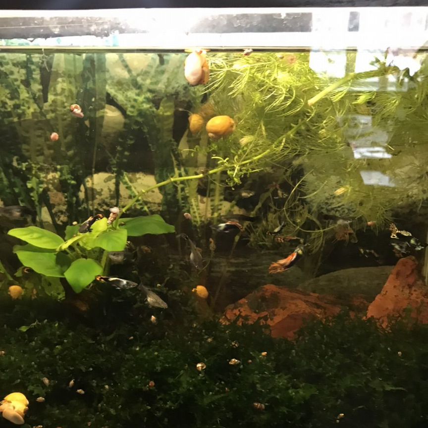 Рыбки гуппи