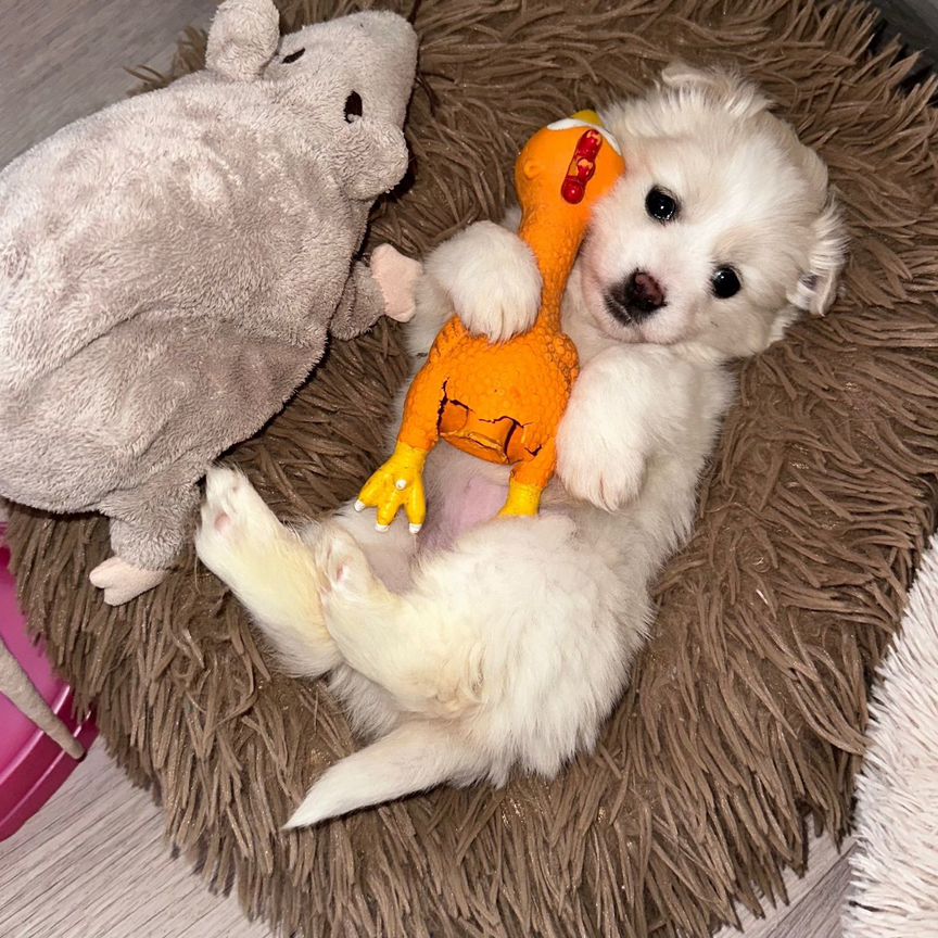 Щенки болонки