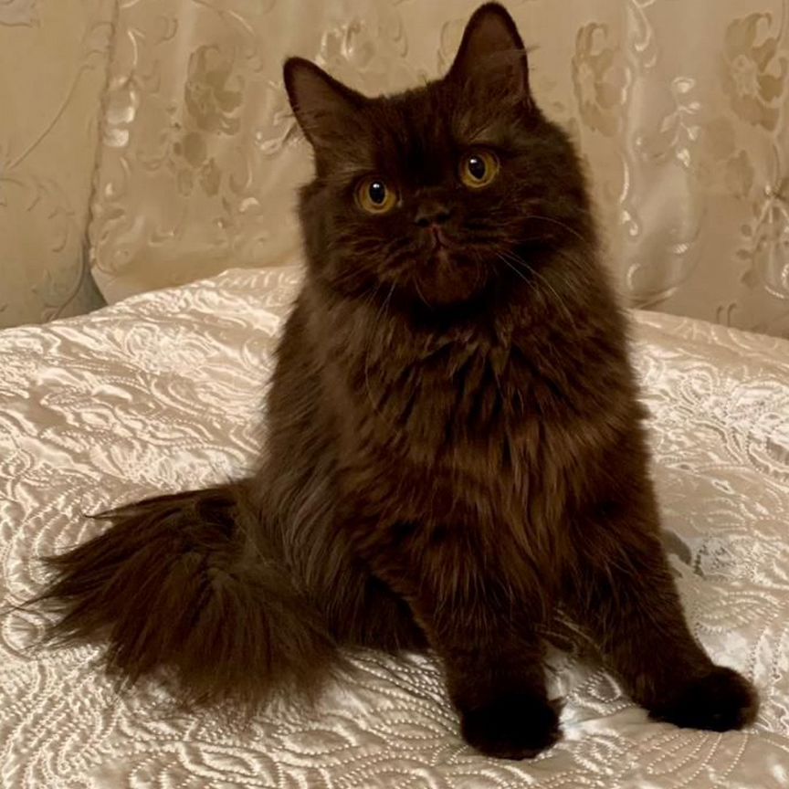Британская кошка