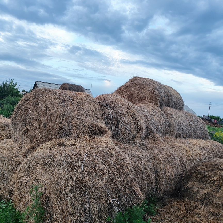 Солома ячменная