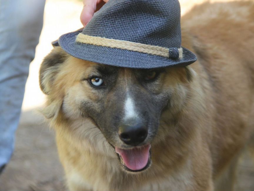 Красотка Белка