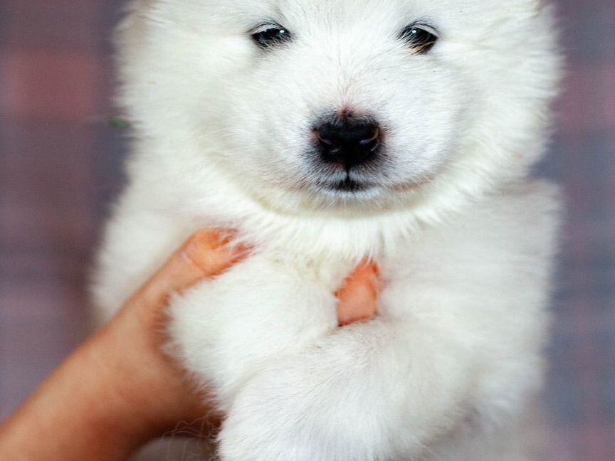 Самоедики девочки и мальчики