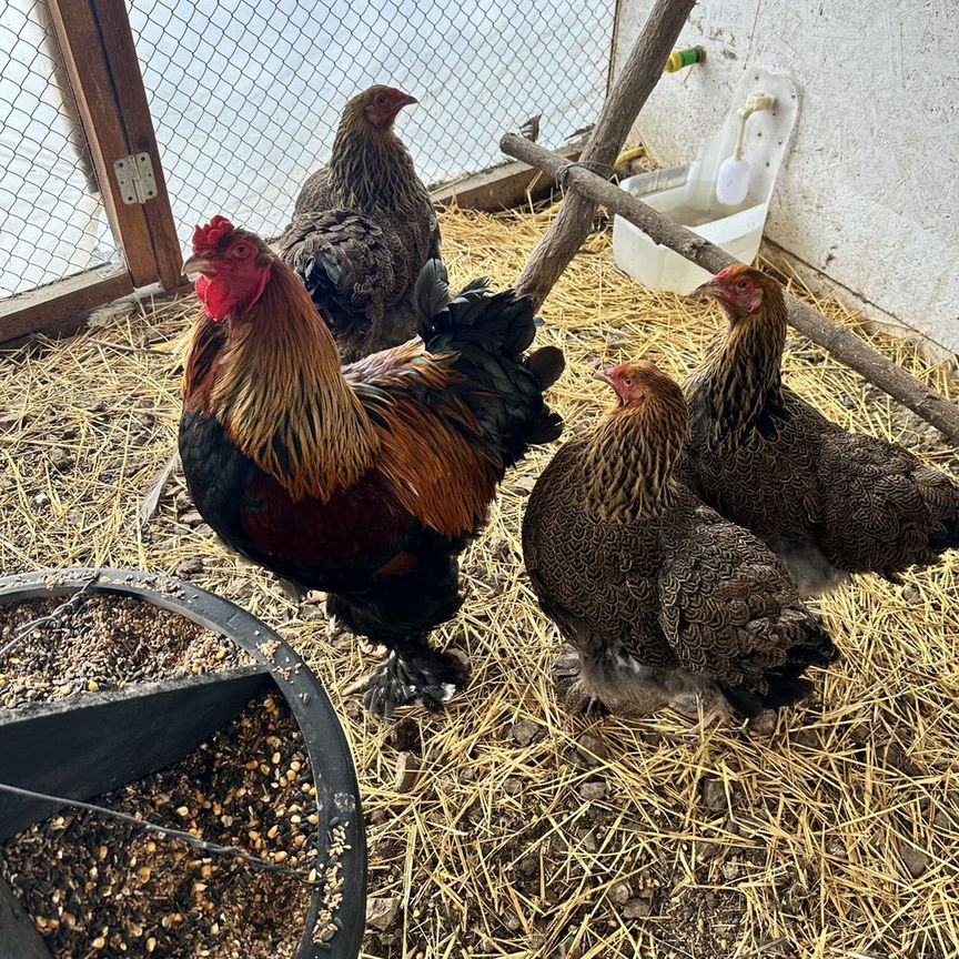 Яйцо инкубацыонное