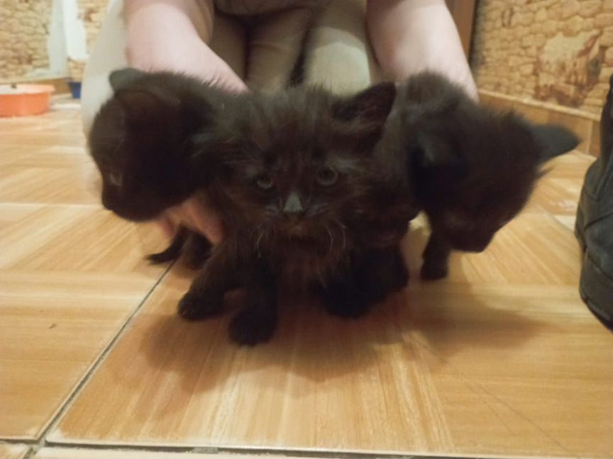 Котята отдам бесплатно