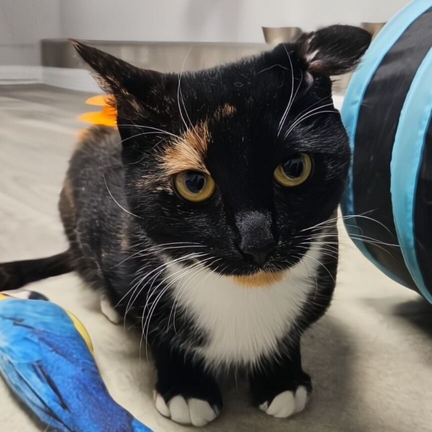 Взрослая, кошка в добрые руки