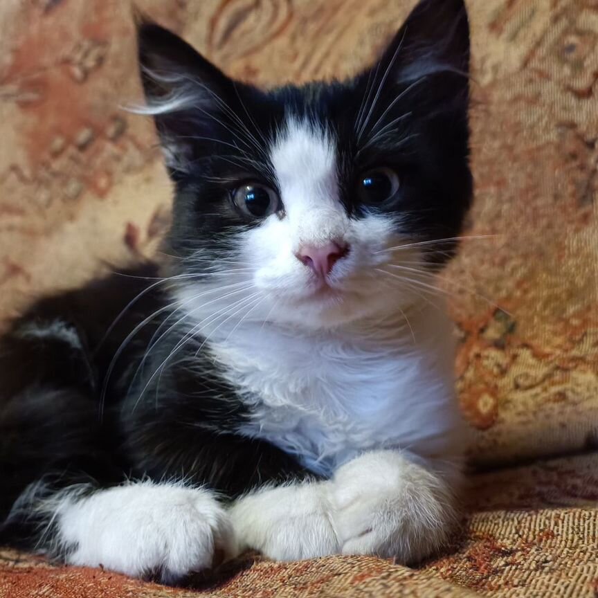 Котенок в добрые руки