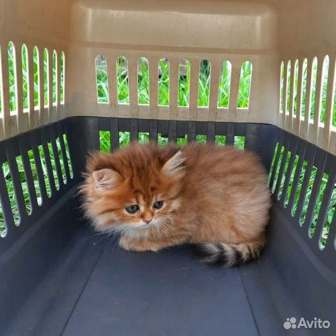 Золотые пушистые котята