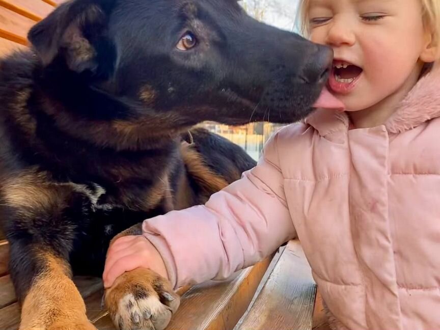 Воспитанный Метис немецкой овчарки