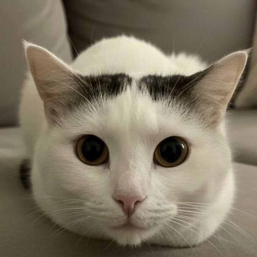 Взрослая, кошка в добрые руки