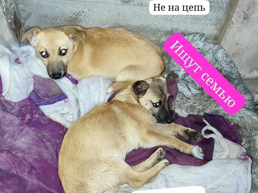 Мелко породные дворняжки звоночки не на цепь