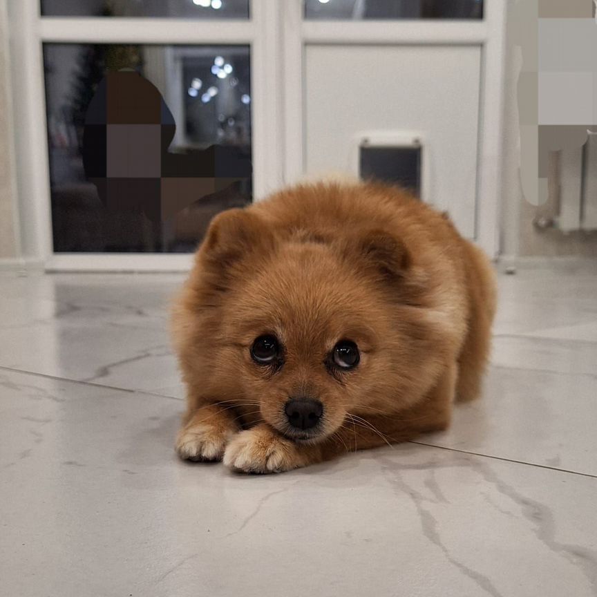 Отдам шпица в добрые руки