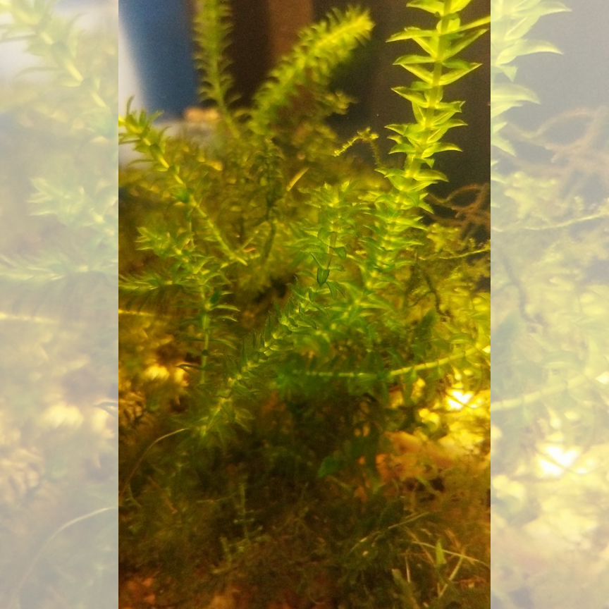 Водоросли для аквариума