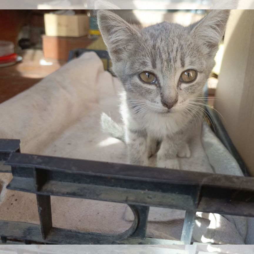 Котёнок в добрые руки